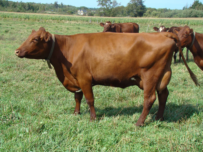 Oceanbrae Farms | Cows